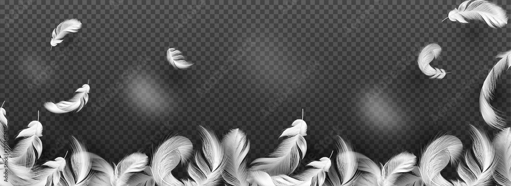 Website header or banner with white feather on transparent background ...