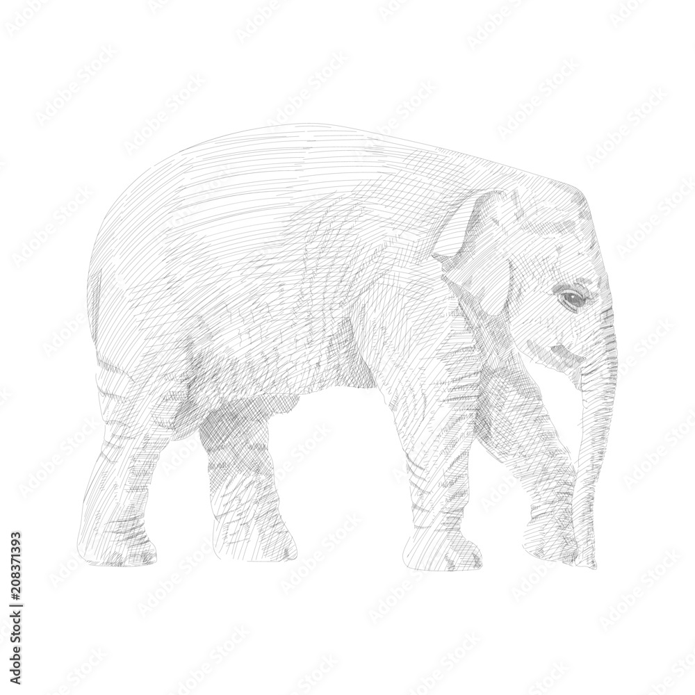 Black And White Elephant Sketch