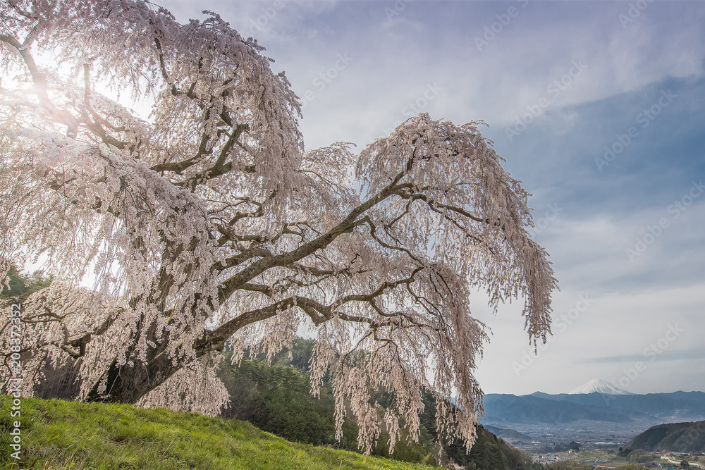 Foto de Shidare Sakura and Mountain Fuji at Yamanashi town. Shidara ...
