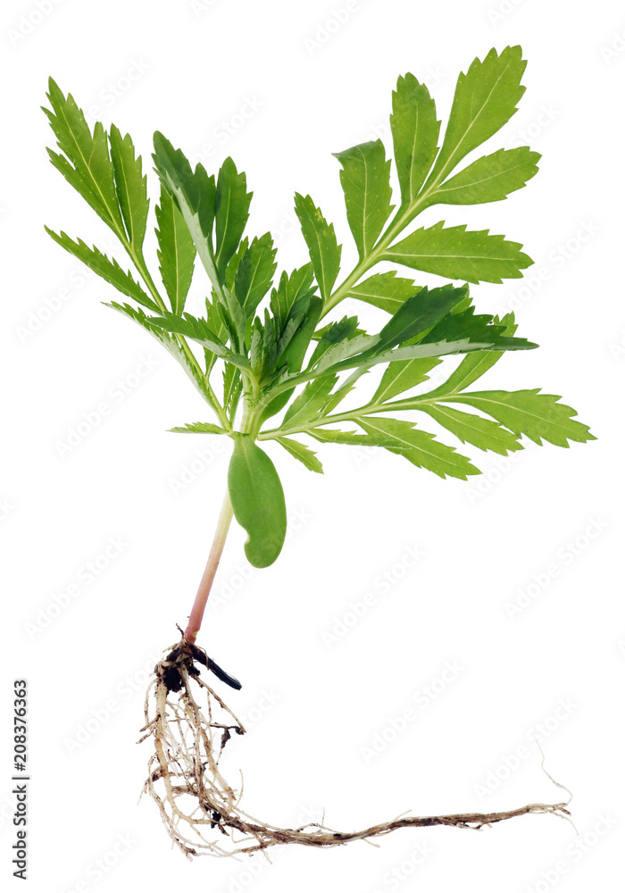 Mini sprout seedling of marigold flower with root prepared for planting ...