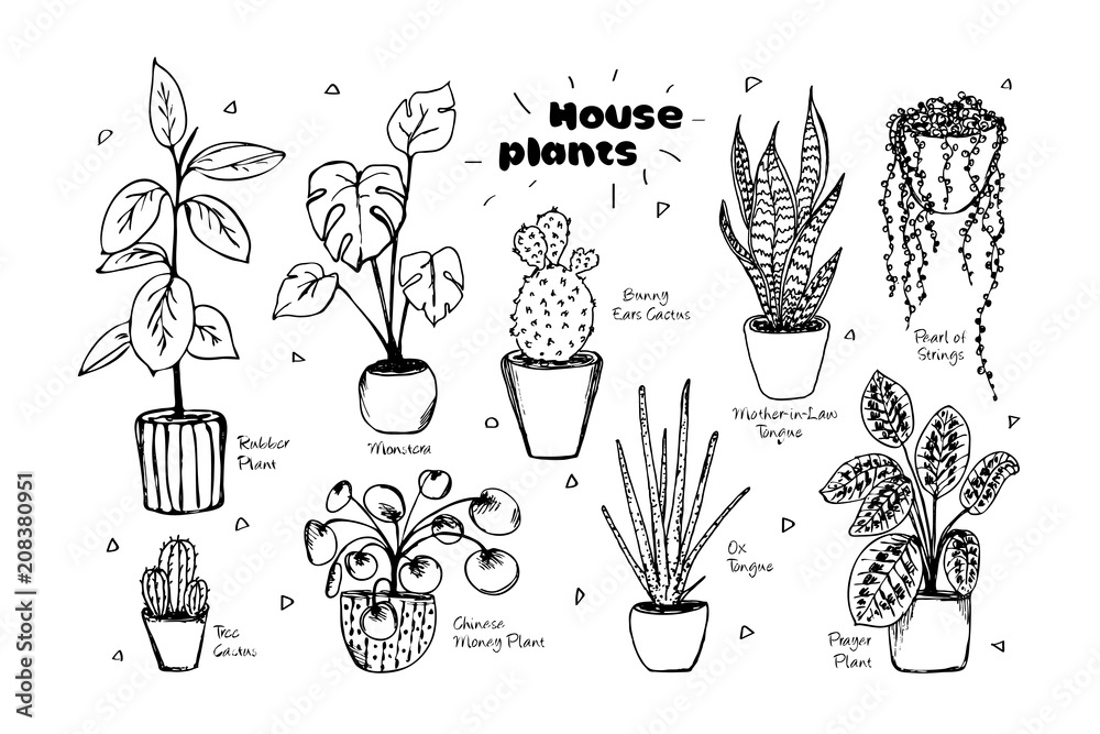 Hand drawn Vector Set of House plants in pots isolated on white ...
