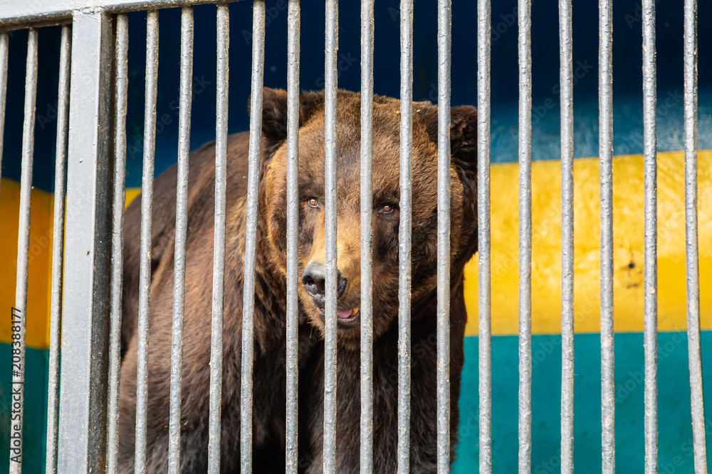 Bear in captivity in a zoo behind bars. Power and aggression in the ...