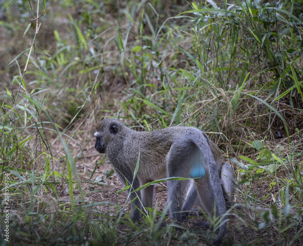 Vervet Monkey or Old World Monkey, ( Chlorocebus pygerythrus ), walking ...