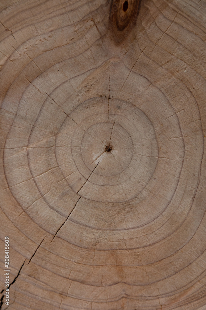 A circular pattern of a tree stump looks like ascending circles. within ...