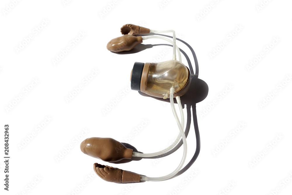 Simulation medicine model of the uterus, ovaries and Fallopian tubes ...