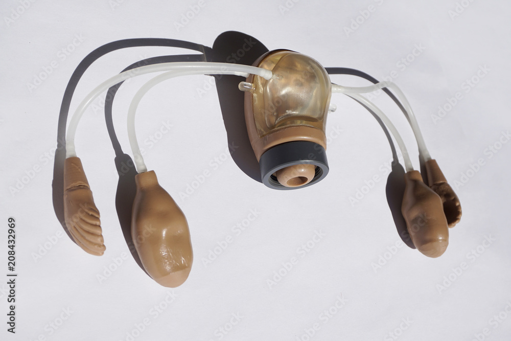 Simulation medicine model of the uterus, ovaries and Fallopian tubes ...