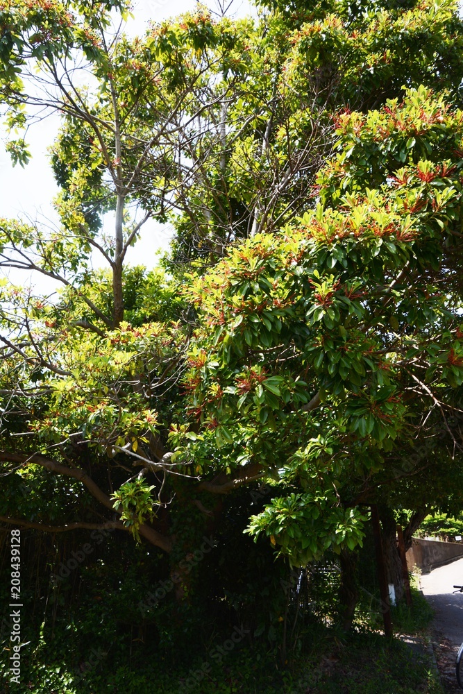 Nuts of Machilus thunbergii(Persea thunbergii) Stock Photo | Adobe Stock