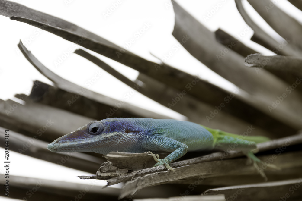 Cuban male lizard Allison's Anole (Anolis allisoni), also known as the ...