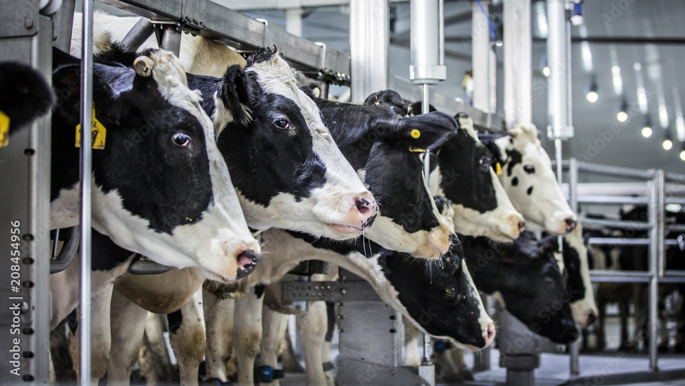 Holstein Cows in a Milking Parlor Stock Photo | Adobe Stock