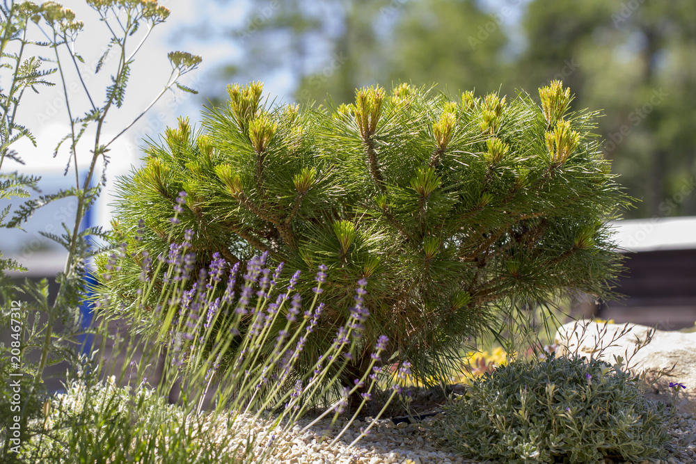 Cultivar dwarf mountain pine Pinus mugo var. pumilio in the rocky ...
