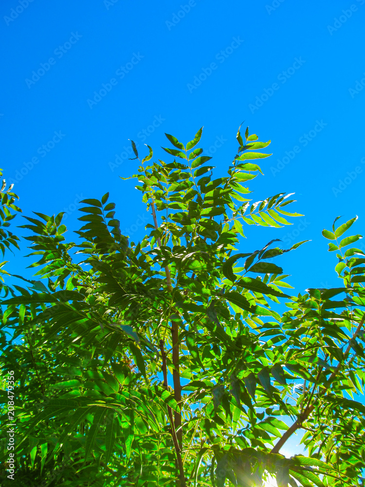 Leaves of pecan tree - hickory (Carya illinoinensis). Green foliage ...