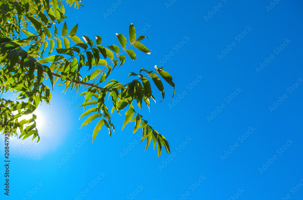 Leaves of pecan tree - hickory (Carya illinoinensis). Green foliage ...