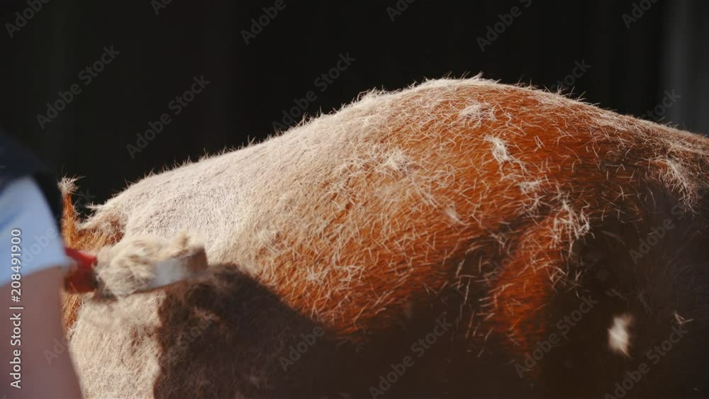 Shedding horse hair in slow motion 4K. Long shot of person's hand in ...