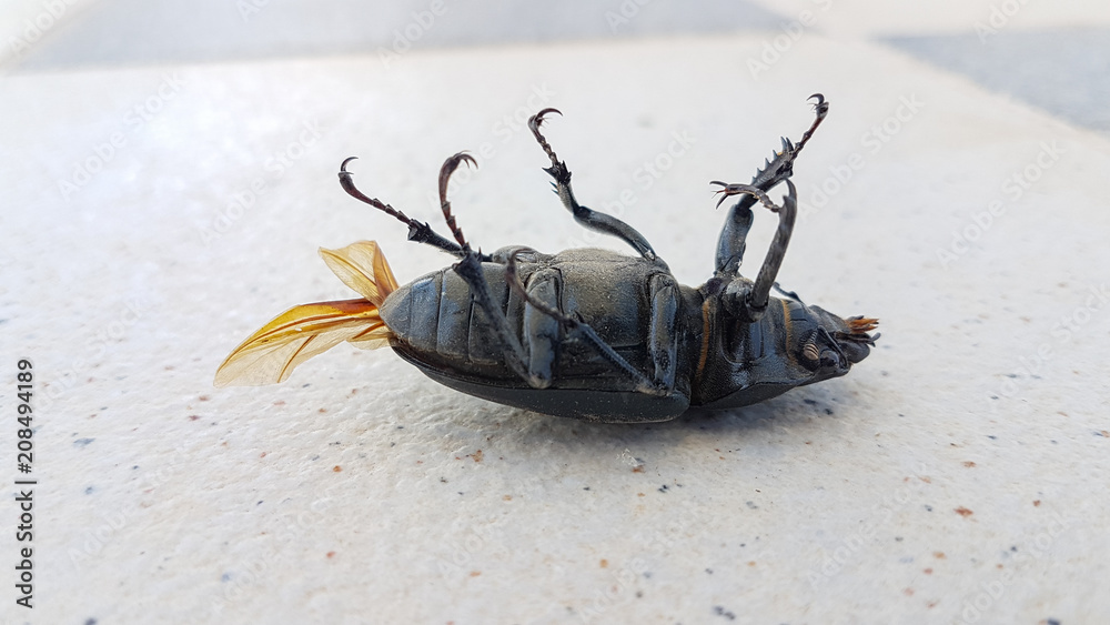 beetle cockroach dead poison insecticide Stock Photo | Adobe Stock