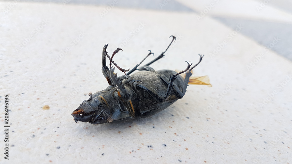 beetle cockroach dead poison insecticide Stock Photo | Adobe Stock