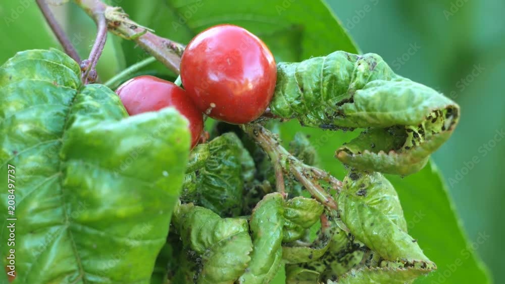 Aphids Plant lice on a cherry tree leaf. Myzus cerasi are a pest on a ...