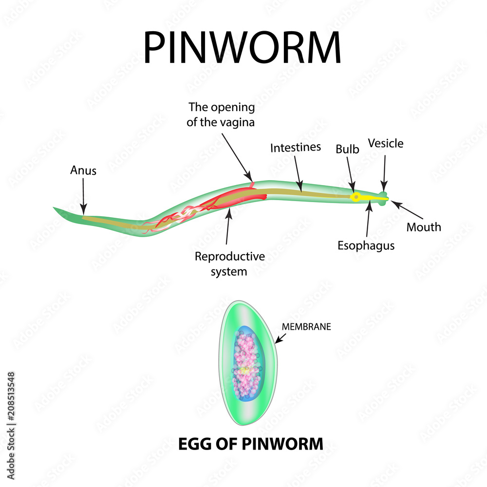 Pinworms structure of an adult. The structure of the pinworm egg. Set ...