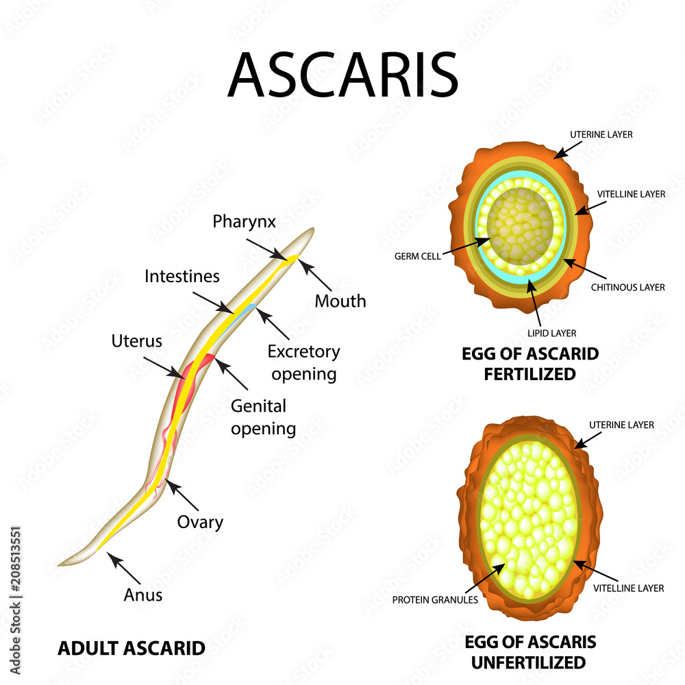Ascaris the structure of an adult. Fertilized and unfertilized egg. The ...