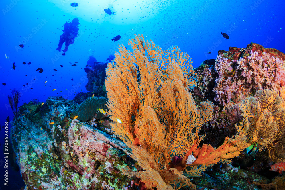 SCUBA diver swimming over a huge underwater Sea Fan on a coral reef ...