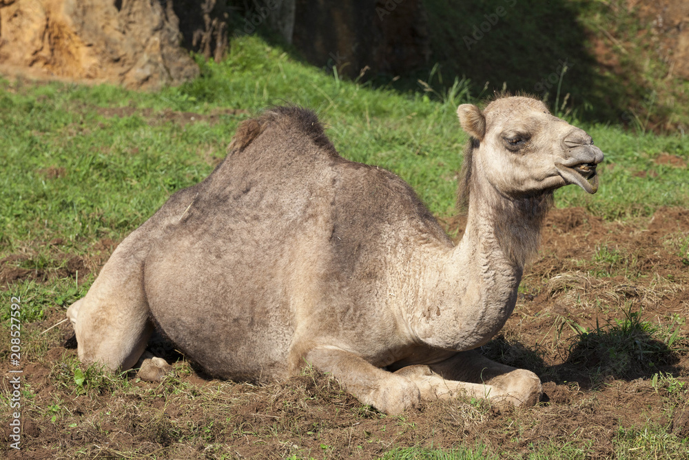 Camel Lying Down