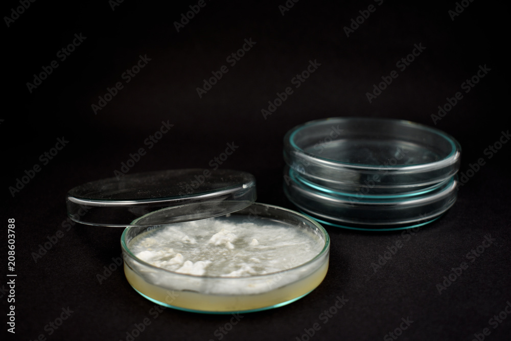 Foto de Petri dish with Fungal mycelium stock images. Bacterial blots ...
