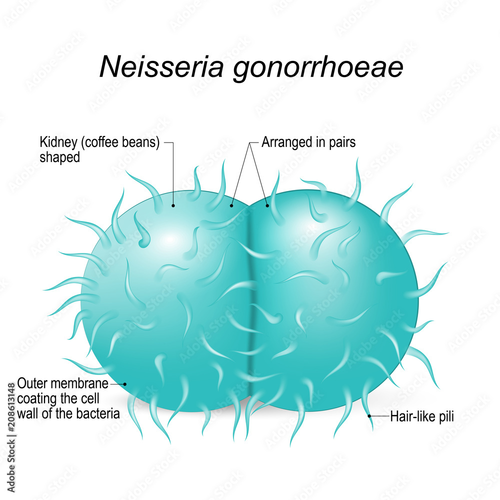 High Resolution Structure Of The Neisseria Gonorrhoeae