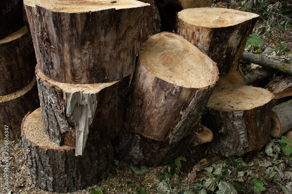 Wooden natural sawn logs closeup, texture background. Cross section of ...