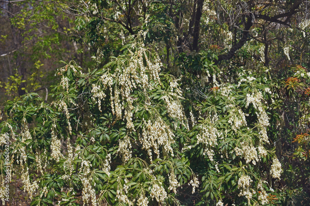 Japanese andromeda (Pieris japonica). Known as Japanese pieris also ...