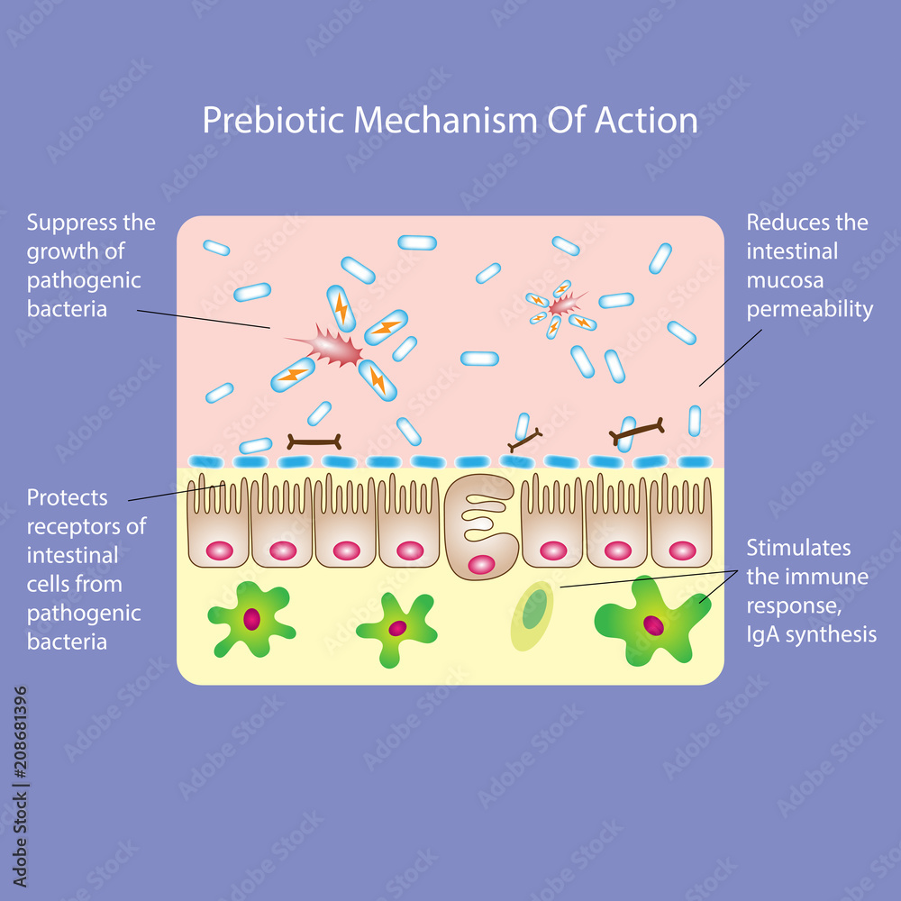 Prebiotic's or probiotic's mechanism of action. Medical vector ...