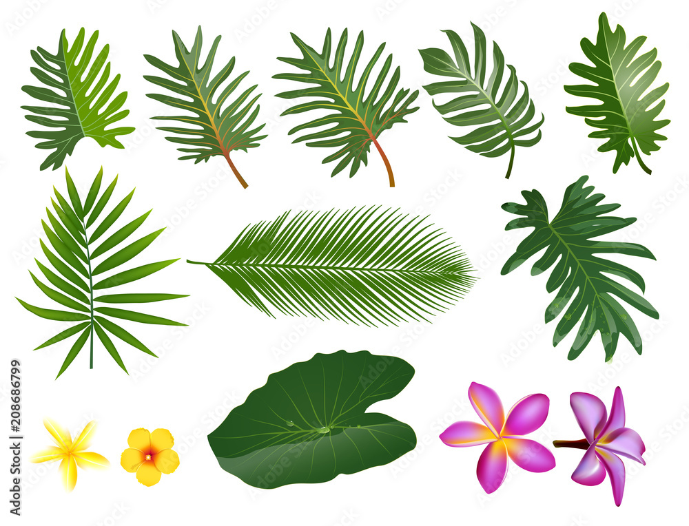 Tropical leaves set. Vector clip art illustration with simple gradients ...
