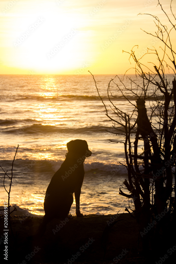 perro viendo el atardecer Stock Photo | Adobe Stock