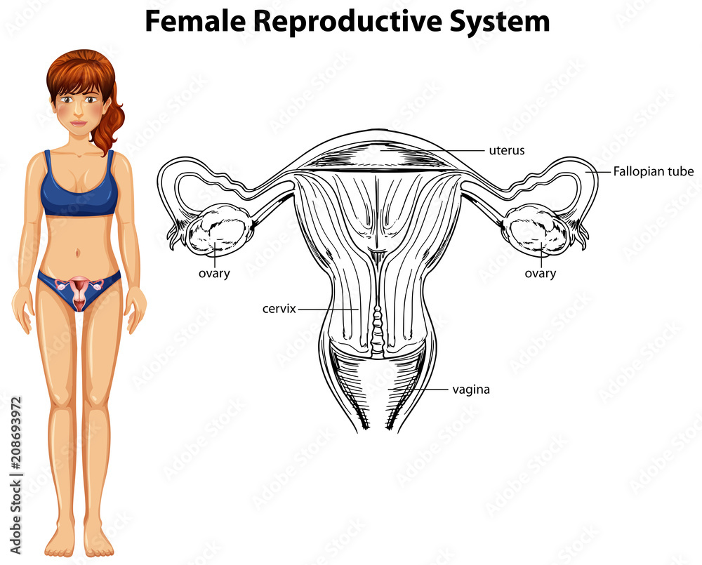 Human Anatomy Of Female Reproductive System Stock Vector Adobe Stock