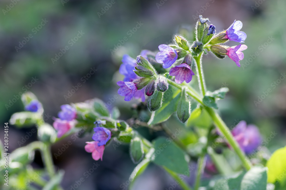 Pulmonaria Officinalis