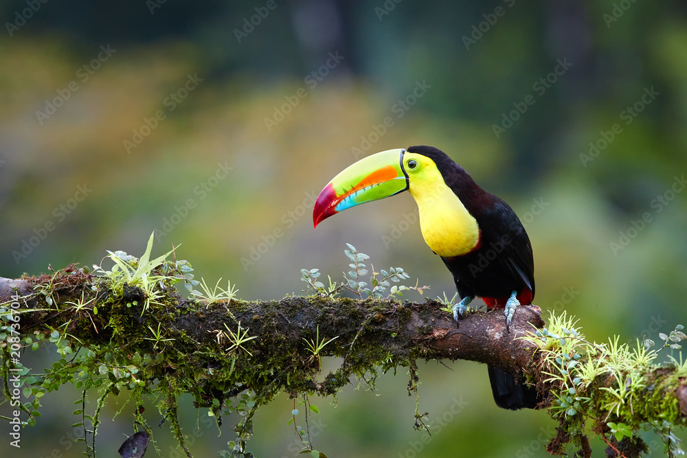 Famous tropical bird with enormous beak,Keel-billed toucan, Ramphastos ...