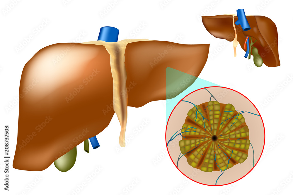 Vetor de Microscopic anatomy of the liver - hepatic lobules. The ...