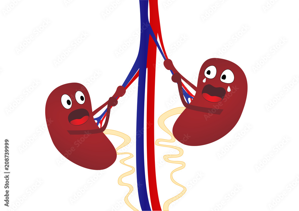kidney disease nephroptosis, two cartoon kidneys, isolated on white ...