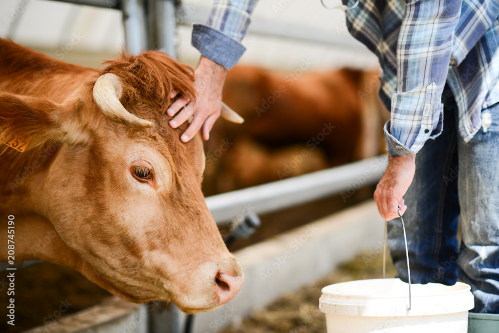 portrait of handsome farmer in a livestock small breeding husbandry ...