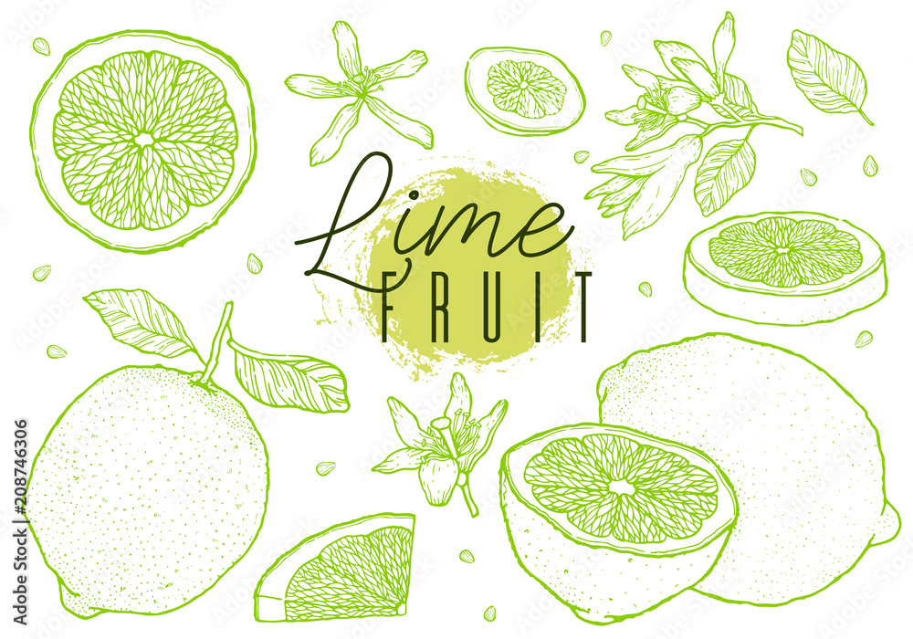 Hand drawn vector lime fruit set. Cut, slice, half, whole. Vintage ...