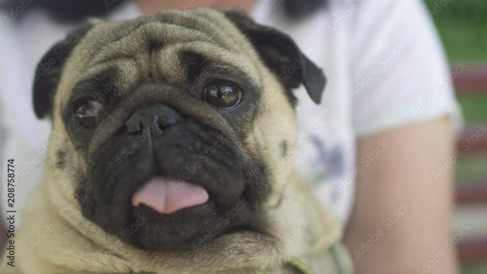 Cute, pretty pug dog sitting on its owner arms. Looking around with ...