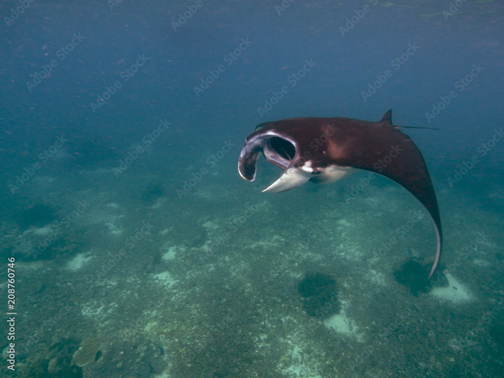 Reef manta ray-Manta alfredi-Riffmanta in the waters around Komodo ...