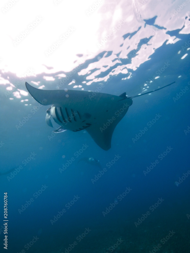 Low angle view of Reef manta ray-Manta alfredi-Riffmanta in the waters ...