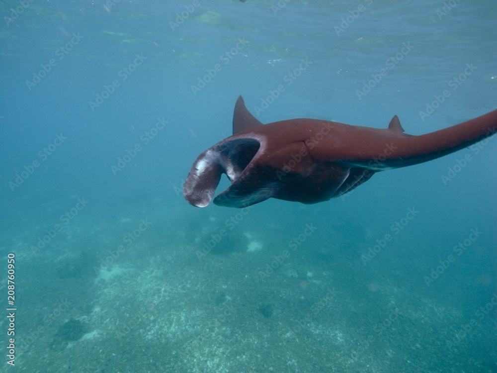 Reef manta ray-Manta alfredi-Riffmanta in the waters around Komodo ...