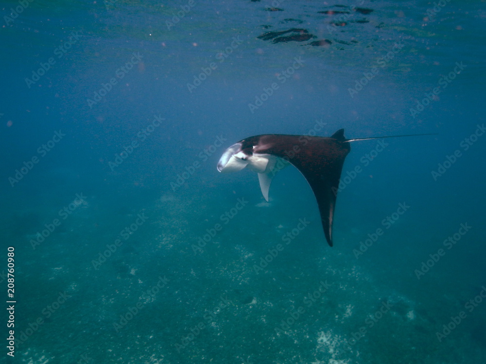 Foto de Reef manta ray-Manta alfredi-Riffmanta in the waters around ...