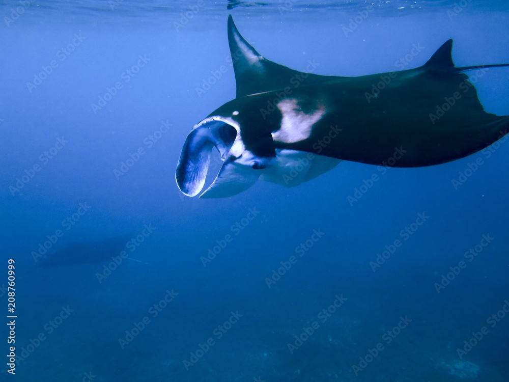 Reef manta ray-Manta alfredi-Riffmanta in the waters around Komodo ...
