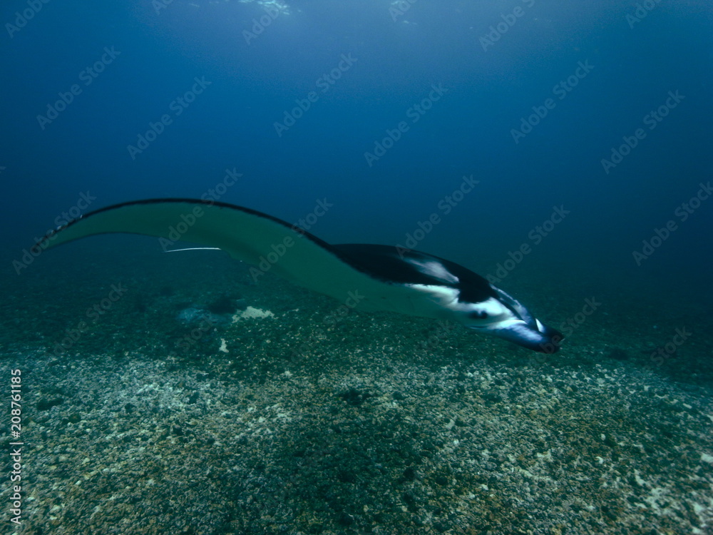 Reef manta ray-Manta alfredi-Riffmanta in the waters around Komodo ...