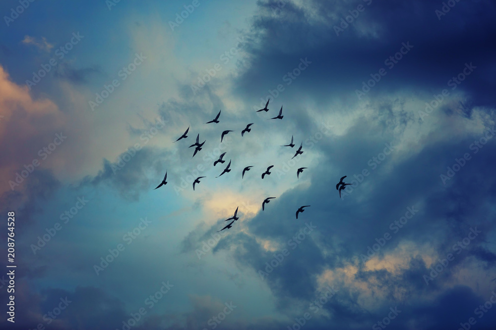 birds flying into sunset sky Stock Photo | Adobe Stock
