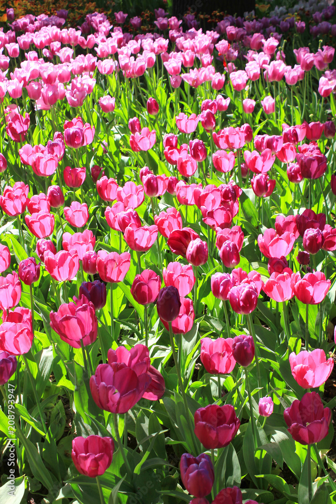 Natural Pink Tulip Flower Images | Best Flower Site