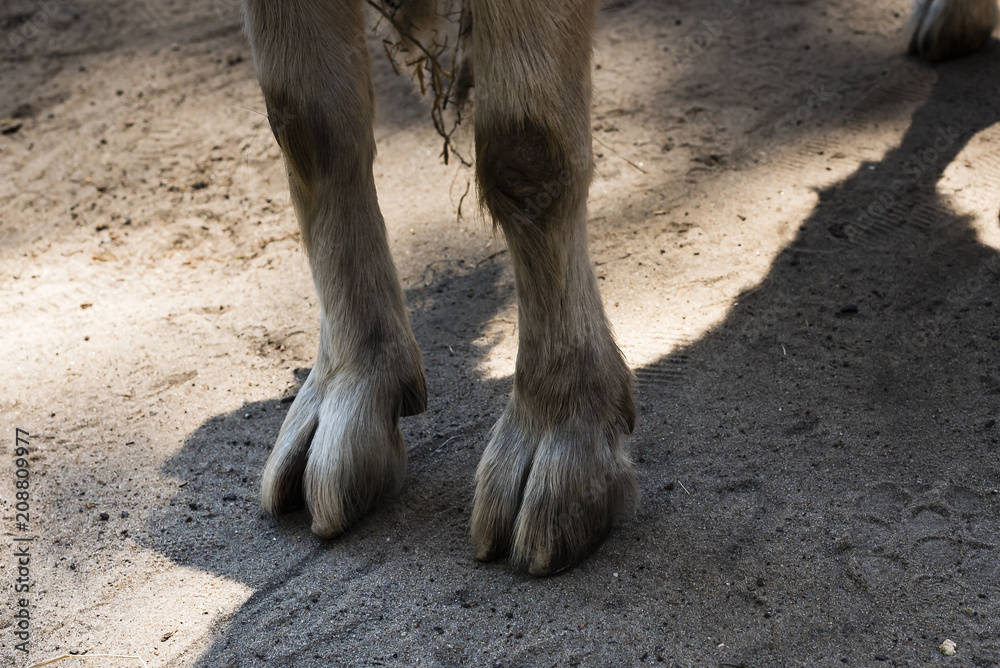 Ziegenhufen, Hufen einer Ziege, Paarhufer, Ziegenfüße, Füße einer Ziege ...