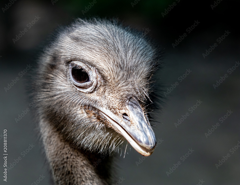 Head of a Darwin's rhea, Rhea pennata also known as the lesser rhea ...