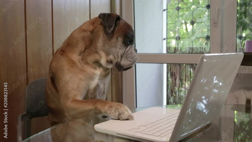 Boxer dog sitting at the chair and pressing keyboard on laptop. Stock ...